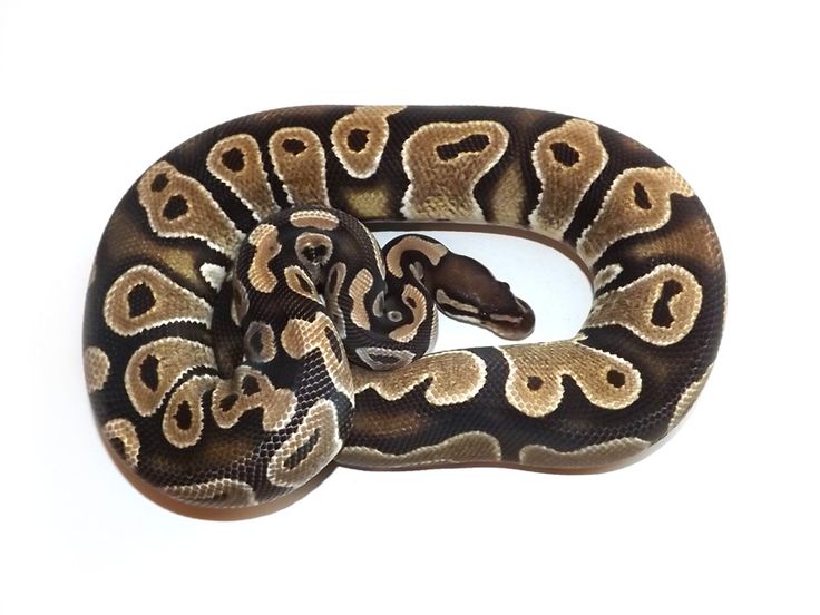 Ball Pythons – Port Credit Pets