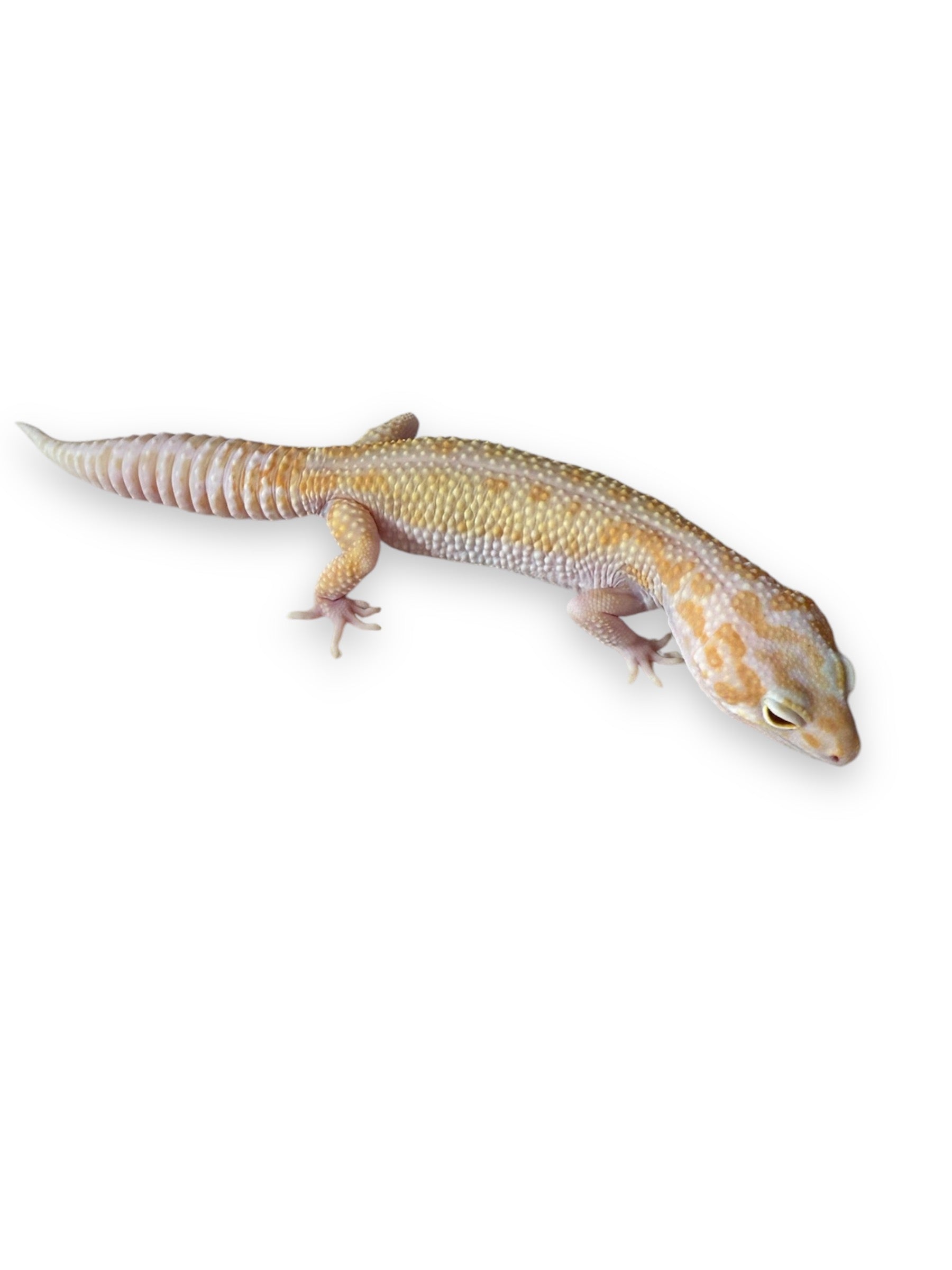 GECKO, LEOPARD (RAPTOR) – Port Credit Pets