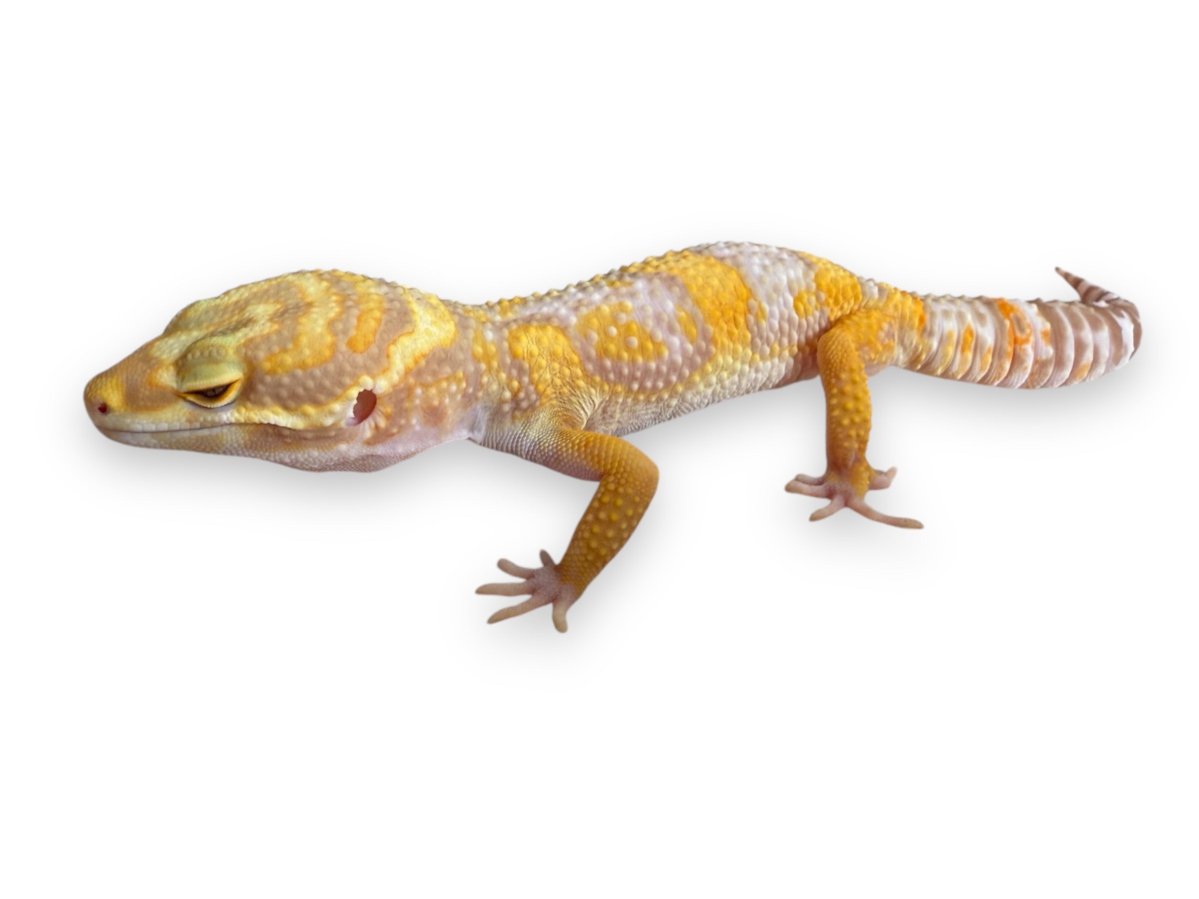GECKO, LEOPARD (TREMPER GIANT) – Port Credit Pets