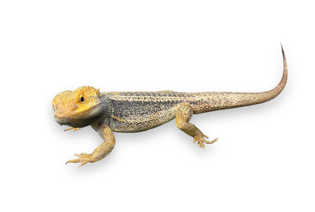 Lizards – Tagged "Lizards" – Port Credit Pets