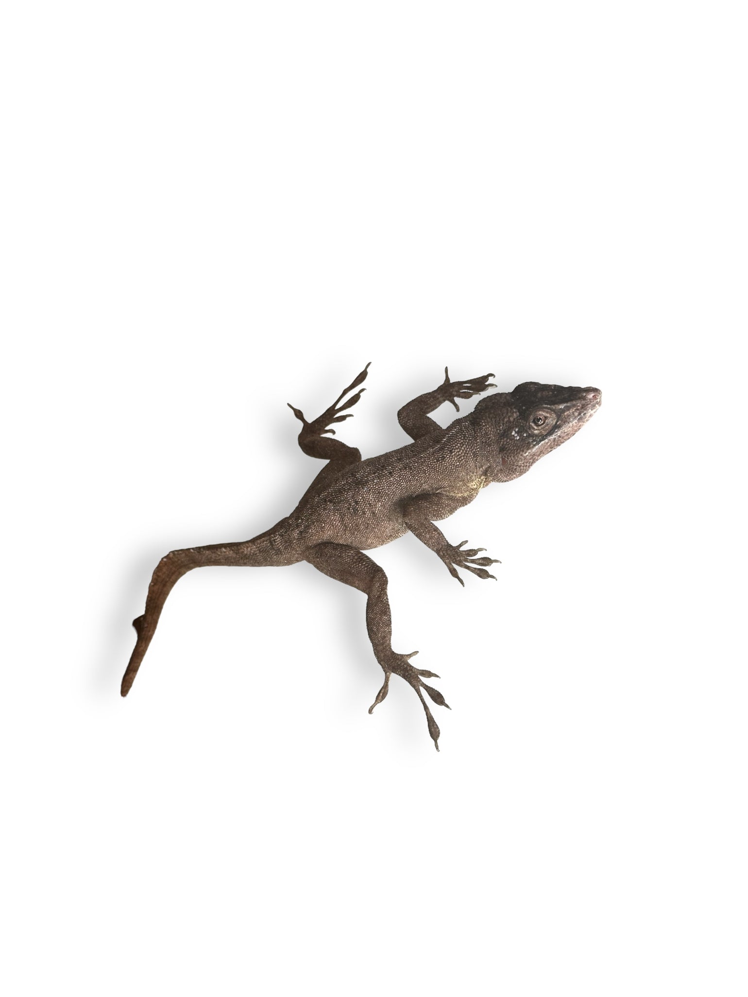 Lizards – Tagged "Lizards" – Port Credit Pets