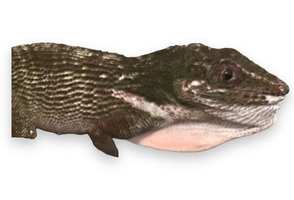 Lizards – Tagged "Lizards" – Port Credit Pets