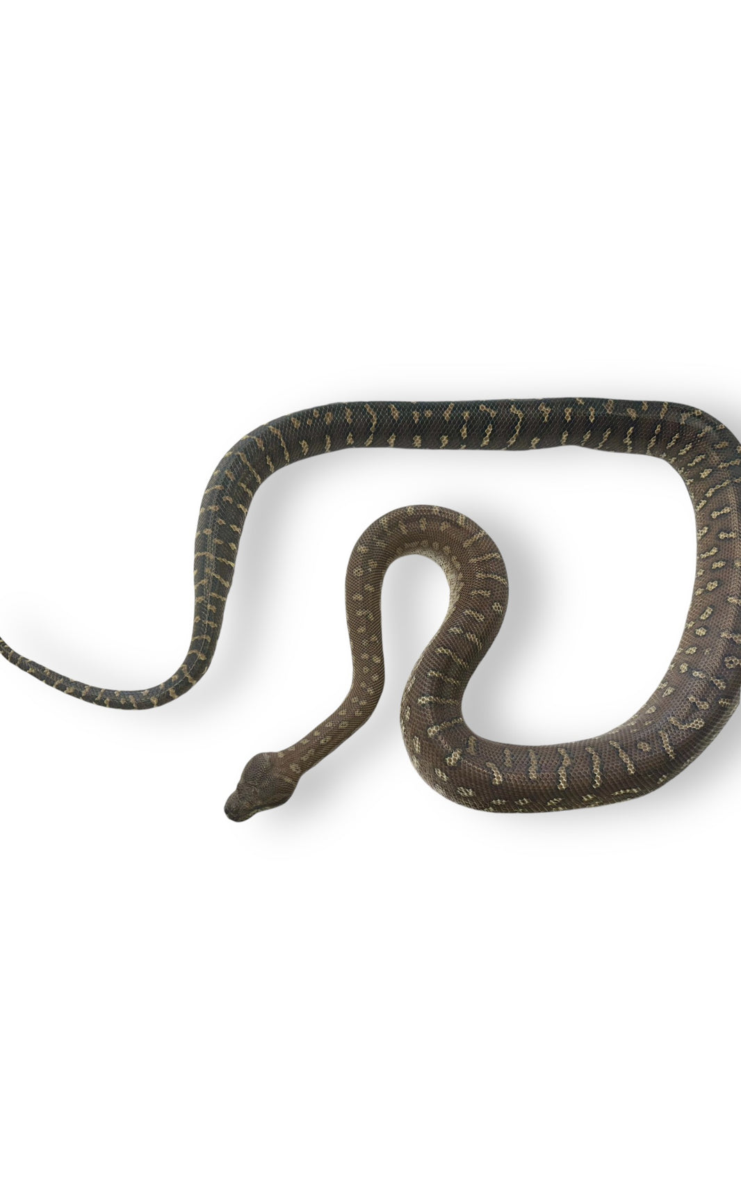 Snakes – Port Credit Pets