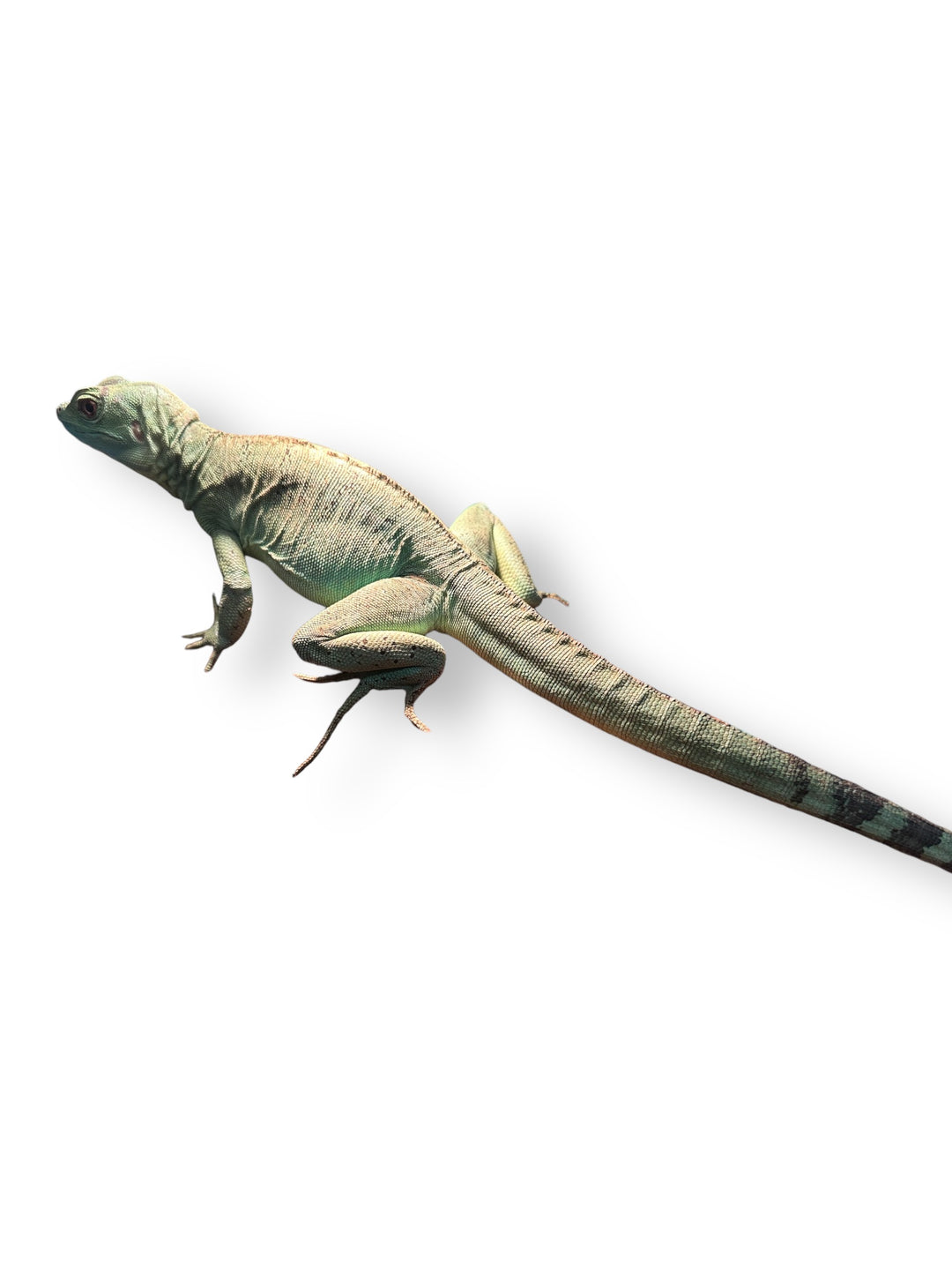 Lizards – Tagged "Lizards" – Port Credit Pets