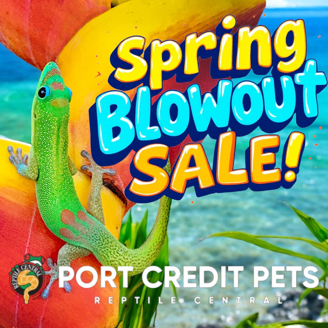 Snakes – Port Credit Pets