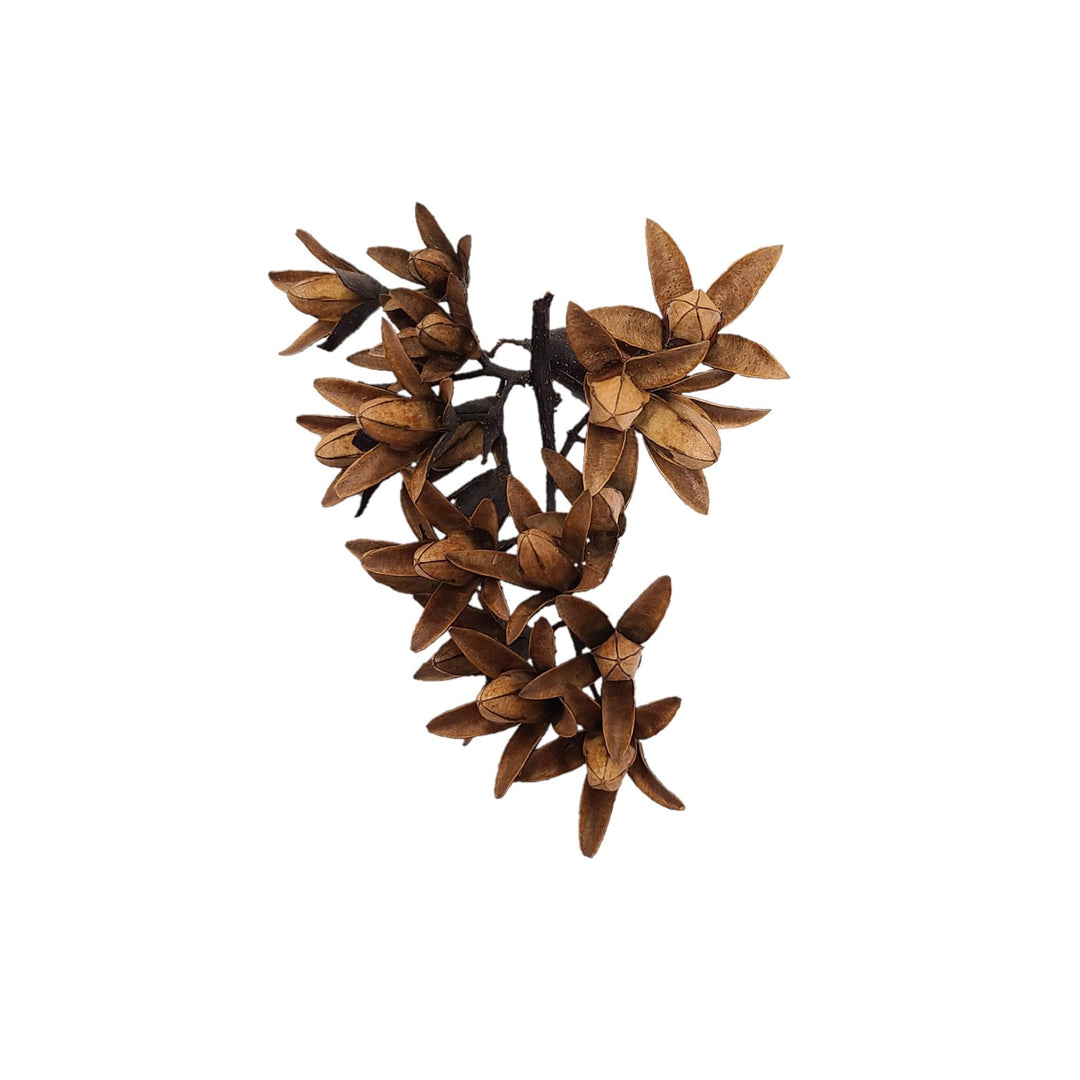 Dried Toona Flower Pods – Port Credit Pets
