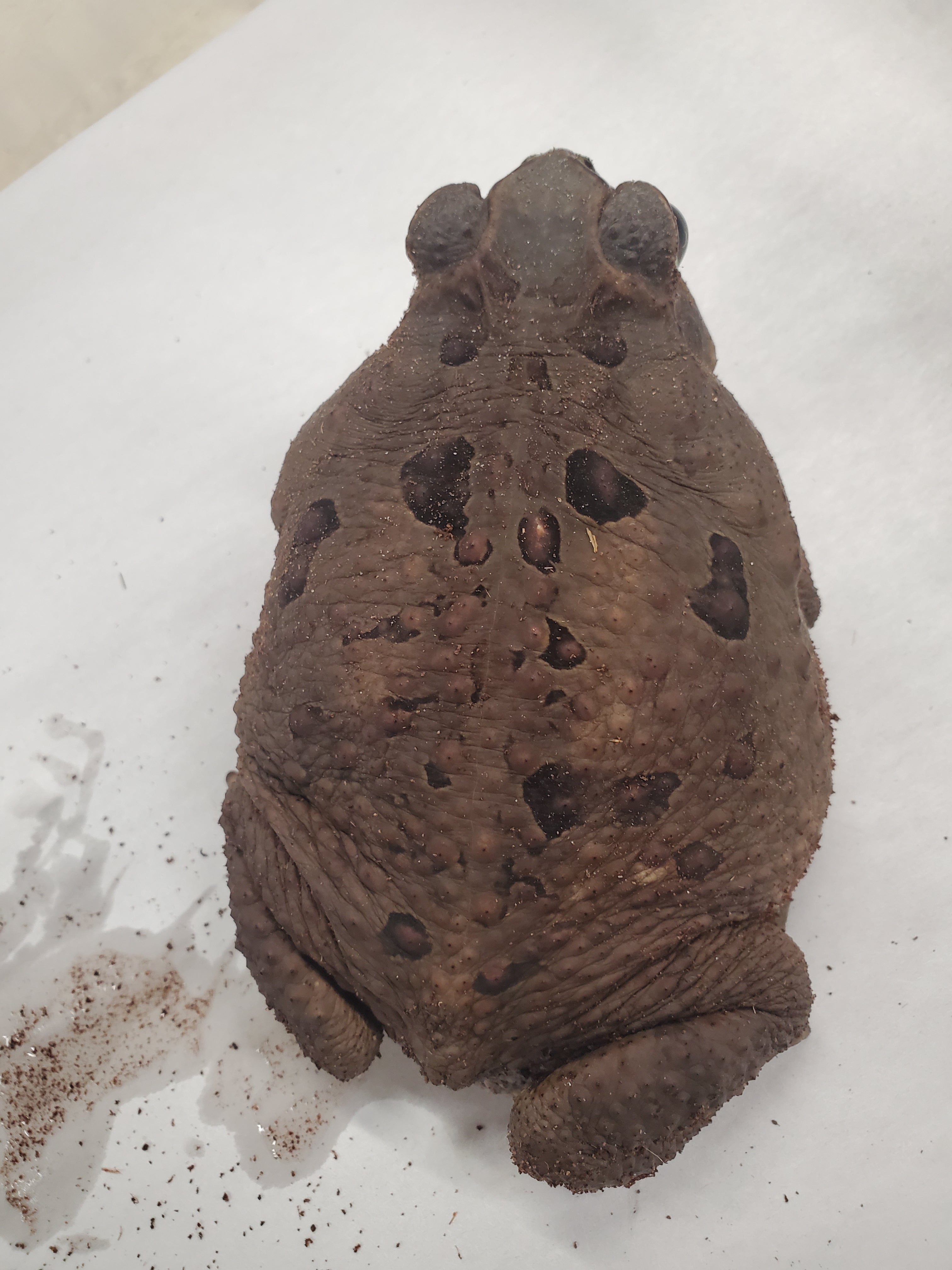 MARINE TOAD – Port Credit Pets